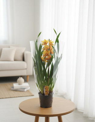 Cymbidium Mixed 3 Stem Pot size 14 Cm Height 70 Indoor Houseplant