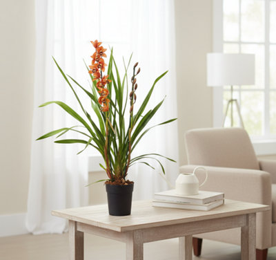 Cymbidium Mixed 3 Stem Pot size 14 Cm Height 80 Indoor Houseplant