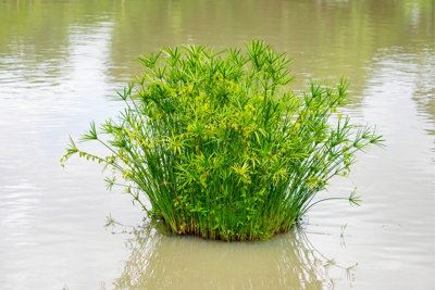 CYPERUS ALTERNIFOLIUS 'GRACILIS' - 7CM PLUG - MARGINAL AQUATIC POND PLANT