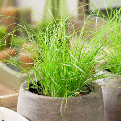 Cyperus alternifolius Zumula - Graceful Umbrella Plant (20-30cm Height ...