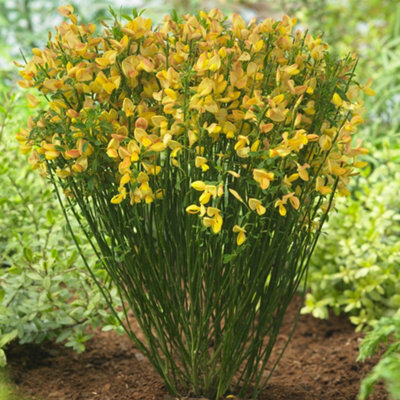 Cytisus Apricot Gem Garden Shrub - Stunning Yellow Flowers, Compact ...