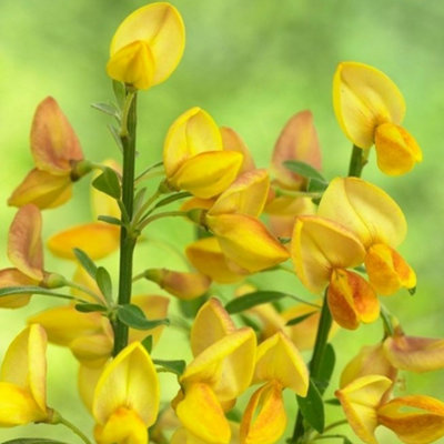 Cytisus Apricot Gem Garden Shrub - Stunning Yellow Flowers, Compact ...