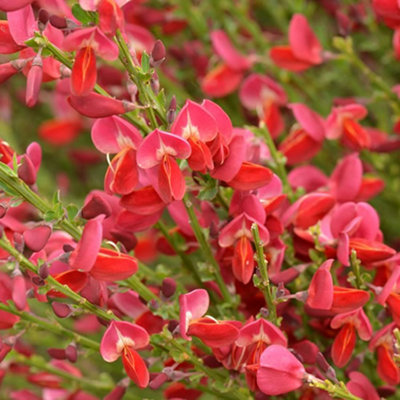 Cytisus Boskoop Ruby Garden Plant - Rich Ruby Red Blooms, Compact Size ...
