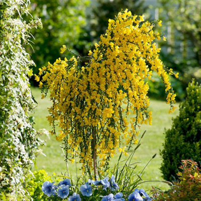 Cytisus Golden Tears - Patio Tree, Stunning Yellow Flowers, Weeping ...