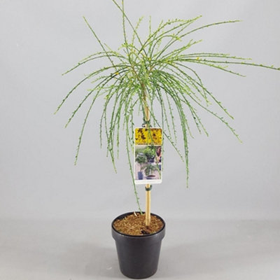 Cytisus Golden Tears - Patio Tree, Stunning Yellow Flowers, Weeping ...