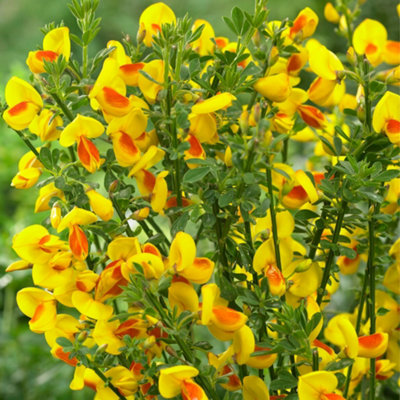Cytisus Jessica, Scotch Garden Broom Plant for UK Gardens (15-25cm ...