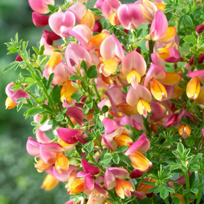 Cytisus La Coquette - Compact Yellow and Pink Blooms, Outdoor Shrub (20 ...