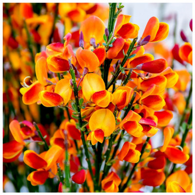 Cytisus 'Lena' Broom Plant In 1-2L Pot, Stunning Fragrant Red/Yellow ...
