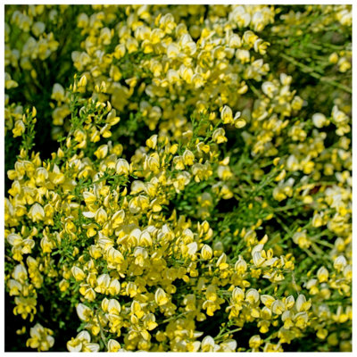 Cytisus 'Luna' Broom Plant In 9cm Pot, Stunning Fragrant White/Yellow ...