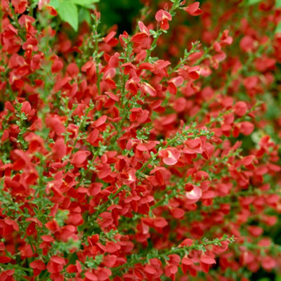 Cytisus Red Favourite, Hardy Broom Plant for UK Gardens (15-25cm Height ...
