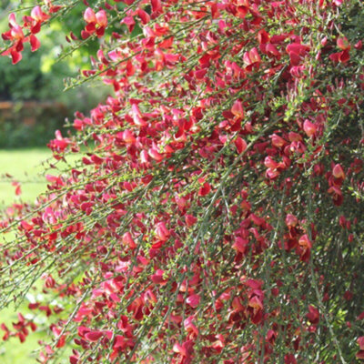 Cytisus Red Favourite, Hardy Broom Plant for UK Gardens (15-25cm Height ...