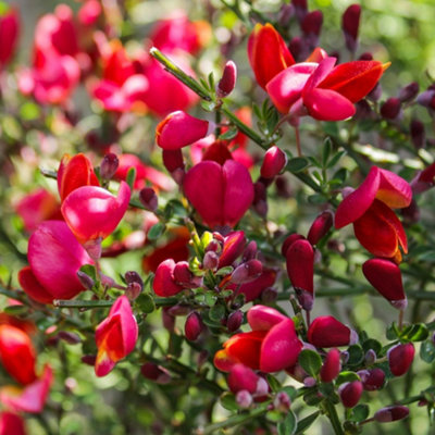 Cytisus Red Favourite, Hardy Broom Plant for UK Gardens (15-25cm Height ...