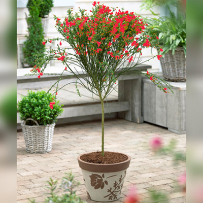 Cytisus Red Patio Tree - Stunning Variety, Ideal for UK Gardens ...