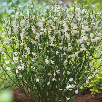 Cytisus White Lion, Broom Plant for UK Gardens (15-25cm Height ...