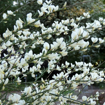 Buy Cytisus White Lion, Broom Plant for UK Gardens (15-25cm Height ...