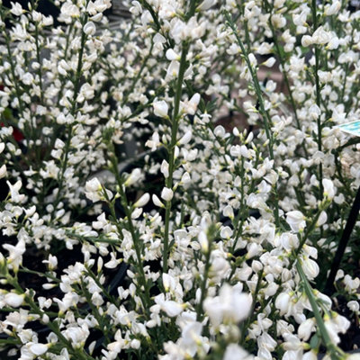Buy Cytisus White Lion, Broom Plant for UK Gardens (15-25cm Height ...