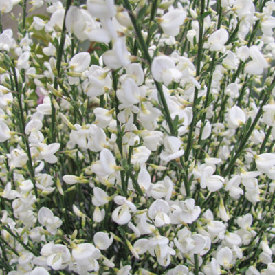 Buy Cytisus White Lion, Broom Plant for UK Gardens (15-25cm Height ...