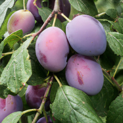 Czar Plum (Prunus domestica) Tree - 7Ltr Bareroot
