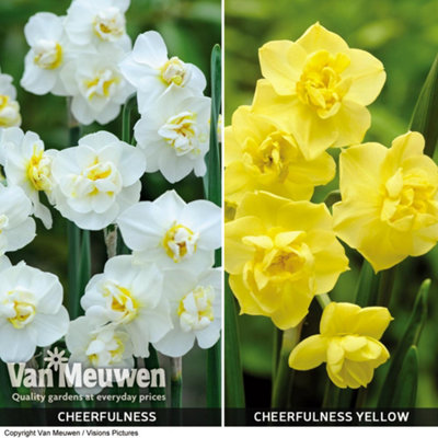 Daffodil (Narcissus) Cheerfulness Duo 80 Bulbs