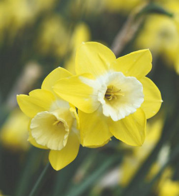Daffodil (Narcissus) Jonquilla Pipit 10 Bulbs | DIY at B&Q