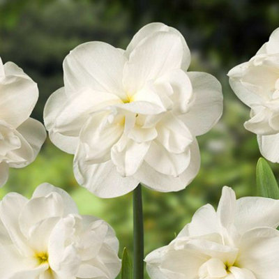 Daffodil (Narcissus) Rose of May Improved 10 Bulbs at B&Q