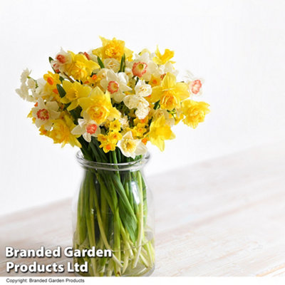 Daffodil (Narcissus) Sweet Aroma Mixed 20 Bulbs (Size 12/14)