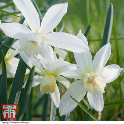 Daffodil (Narcissus) Thalia 15 Bulbs