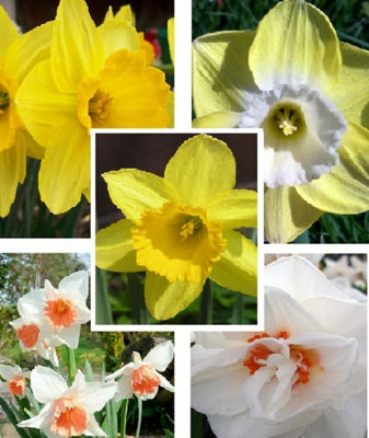 Daffodil Surprise Bulb Collection (5 x 20kg (1500-1800 bulbs)) | DIY at B&Q