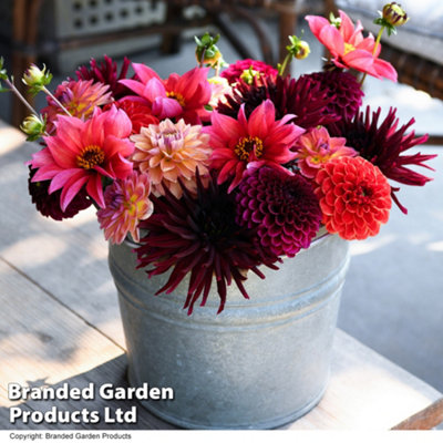 Dahlia Autumn Shades Mix - 10 Tubers