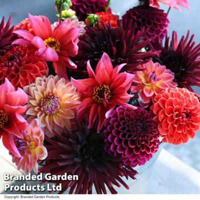 Dahlia Autumn Shades Mix - 10 Tubers