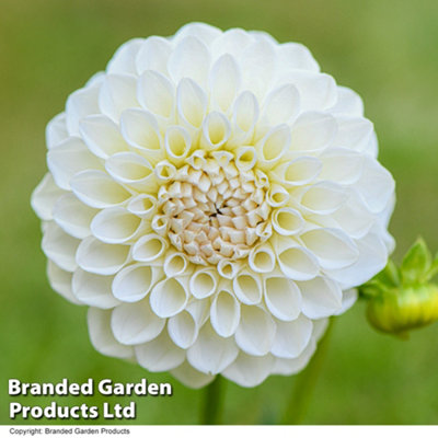 Dahlia Boom Boom White 1 Tuber