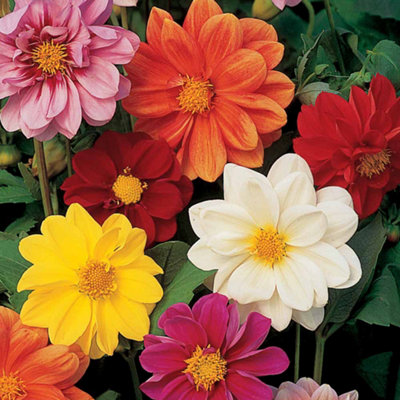 Dahlia Disco Dancer Mix 1 Seed Packet (45 Seeds)