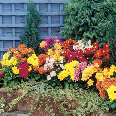 Dahlia Disco Dancer Mix 1 Seed Packet (45 Seeds)