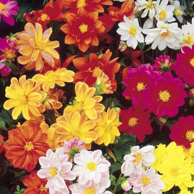 Dahlia Disco Dancer Mix 1 Seed Packet (45 Seeds)