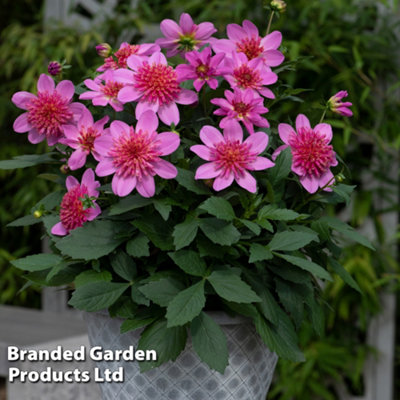 Dahlia Gardenetta Starburst Pink (Rose Anemone) Jumbo Plug Plant x 3