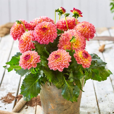 Dahlia Lubega Power Tropical Punch 3 Litre Potted Plant x 1