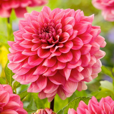 Dahlia Salmon Runner 1 Tuber (Size 1) - Summer Flowering