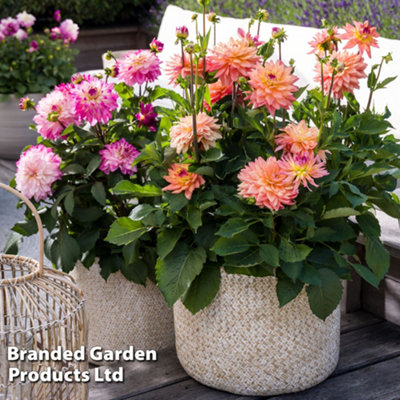 Dahlia Sincerity 6 Jumbo Plug Plants 39mm 40mm | DIY at B&Q