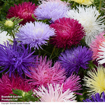 Dahlia Starlight Mixed 1 Seed Packet (25 Seeds)