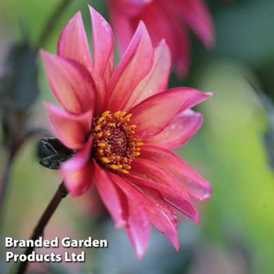 Dahlia Waltzing Matilda - 3 Tubers