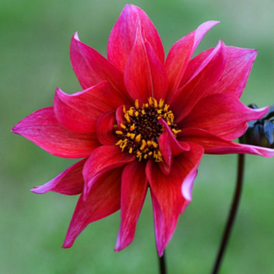 Dahlia Waltzing Matilda 6 Tubers
