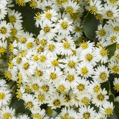 DAISY BUSH OUTDOOR SHRUB PLANT OLEARIA X HAASTII 2L POT