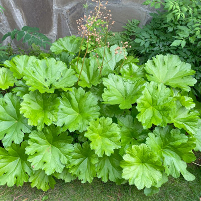 Damera peltata - 1 Litre Potted - Marginal Aquatic Pond Plant