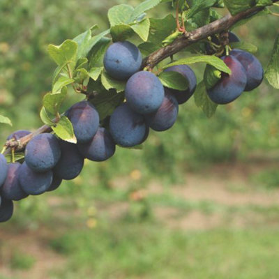 Damson (Prunus) Merryweather (St Julien A) 1 BR Tree