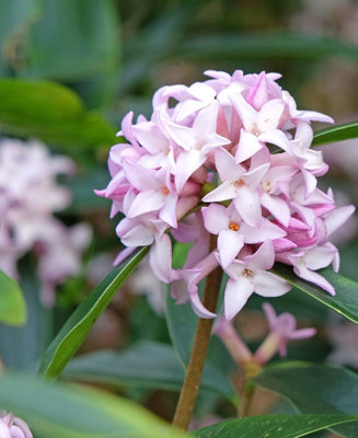 Daphne Mary Rose Bigger Blooms and Better Perfume - 1x9cm Pot