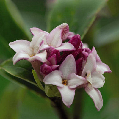 Daphne Odora Perfume Princess 3 Litre Potted Plant x 1