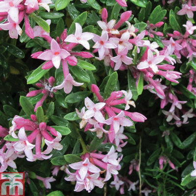 Daphne Pink Fragrance 13cm Potted Plant x 1