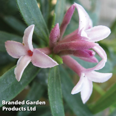 Daphne Pink Fragrance 13cm Potted Plant x 1