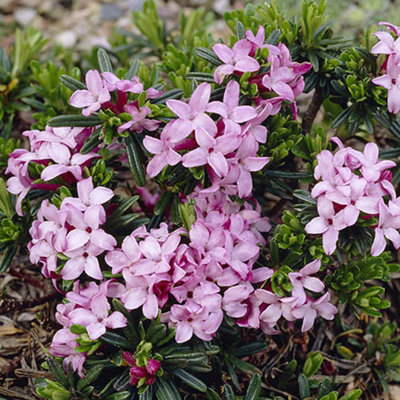 Daphne 'Pink Fragrance' Evergreen Spring Flowering Shrub in a 9cm Pot ...