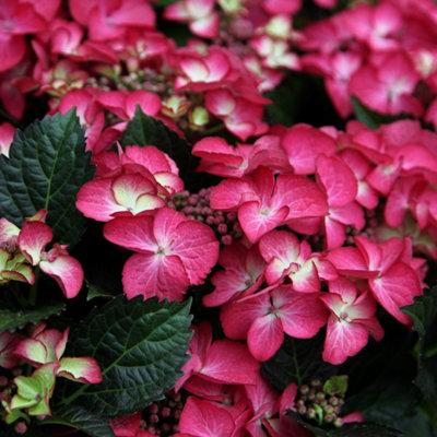 Dark Angel Red Outdoor Shrub Plant Hydrangea Macrophylla 2L Pot